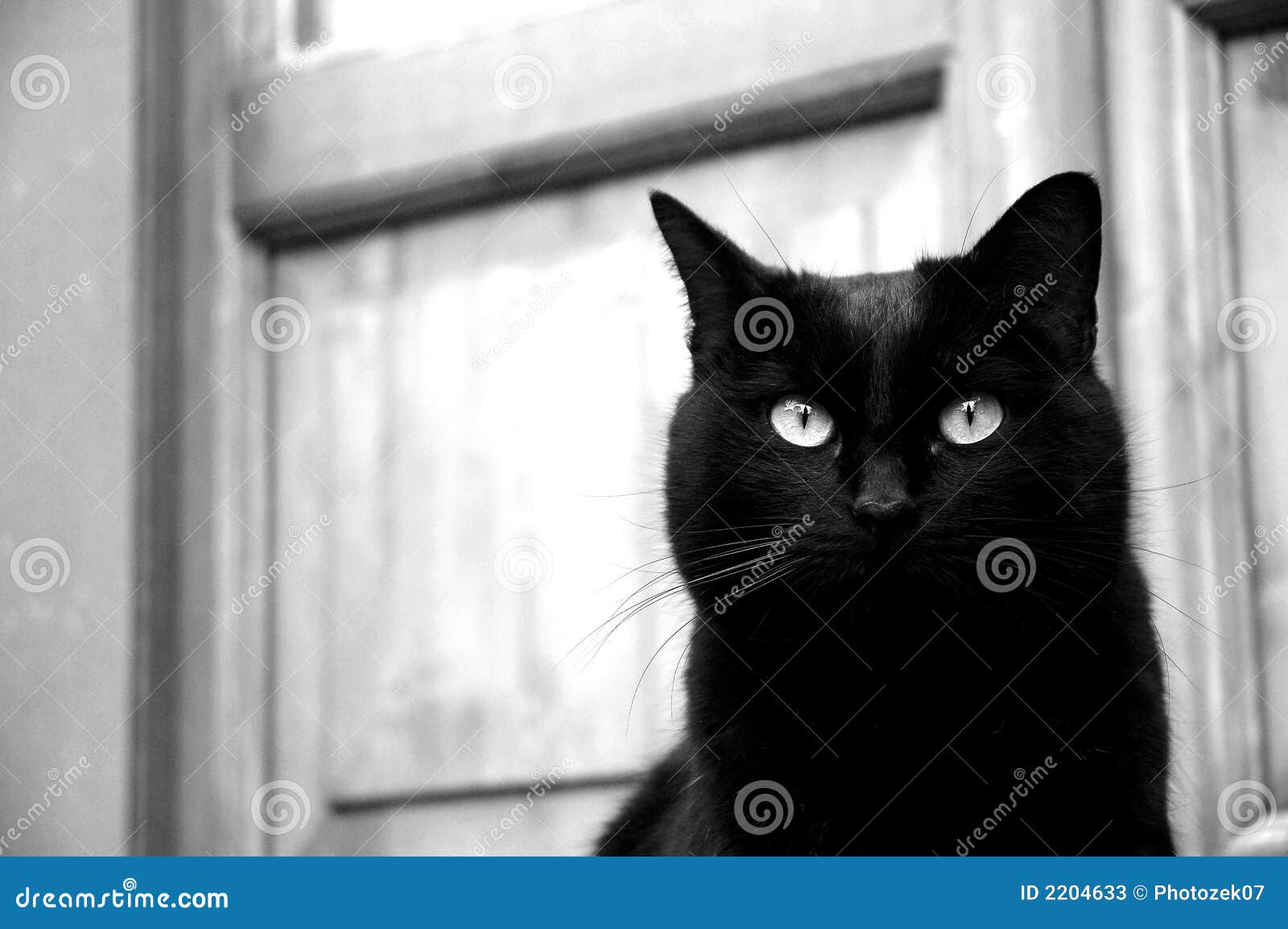 Black cat portrait stock image. Image of furry, face, black - 2204633