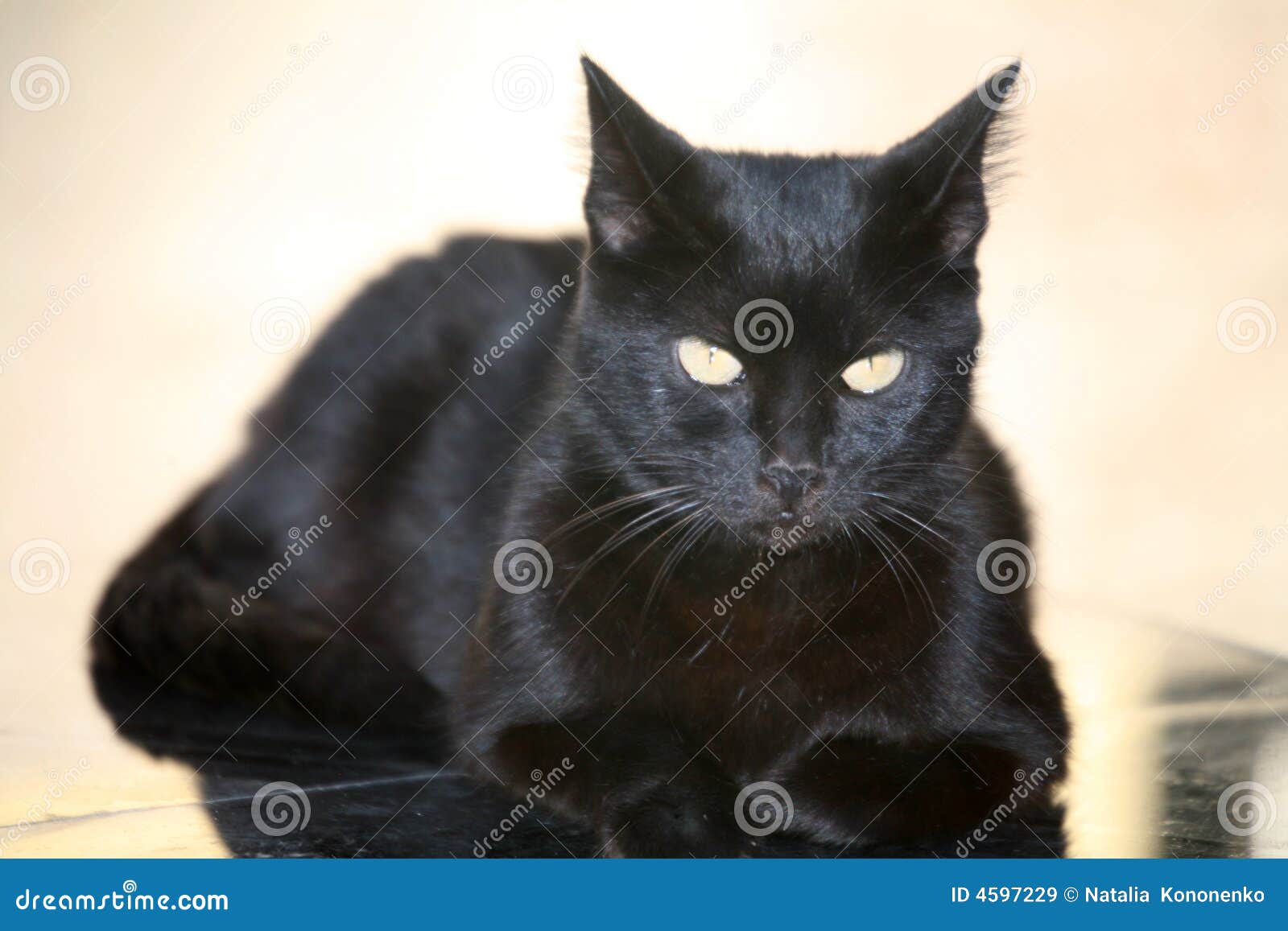 Black cat portrait stock image. Image of domestic, pricked - 4597229