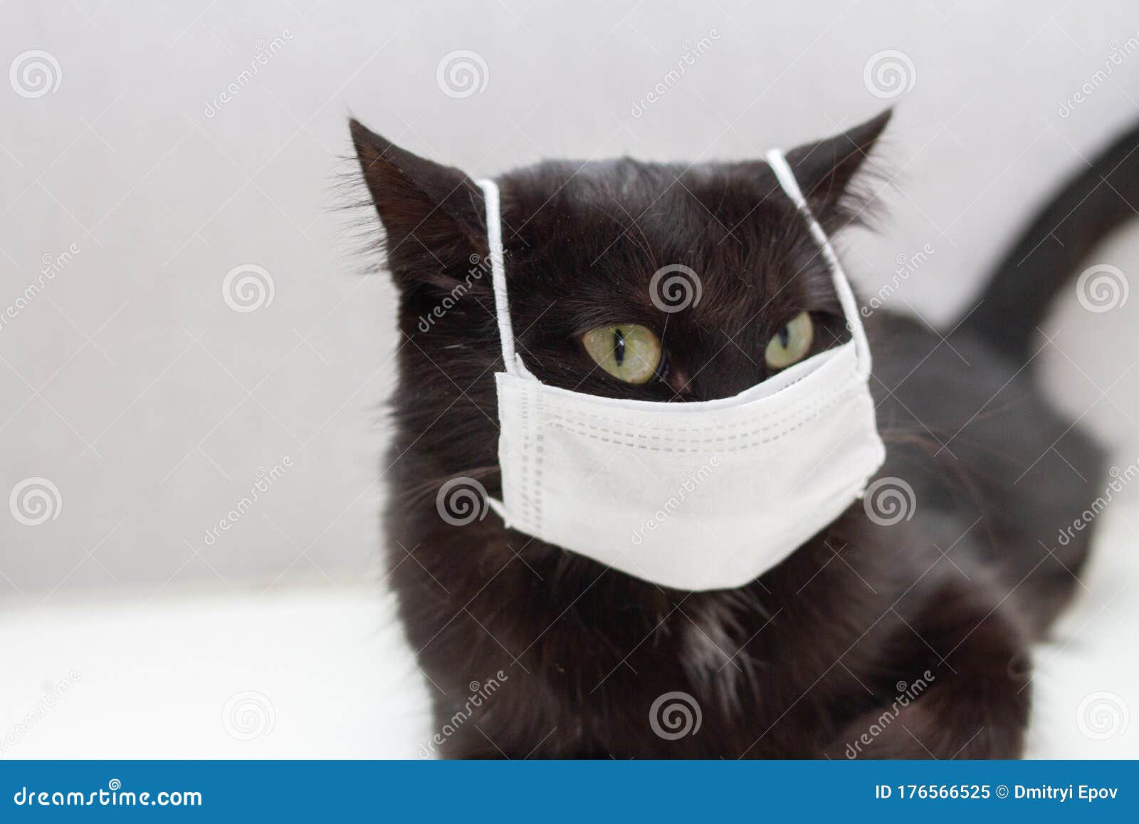 Black Cat in Protective Medical Mask Stock Image - Image of black ...
