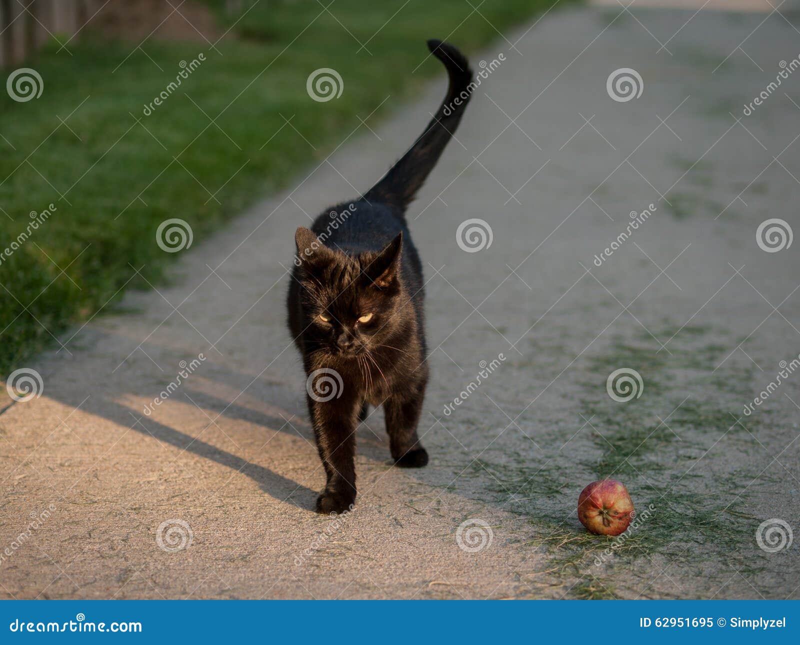 Black Cat and Red Apple stock image. Image of tabby, fallen - 62951695