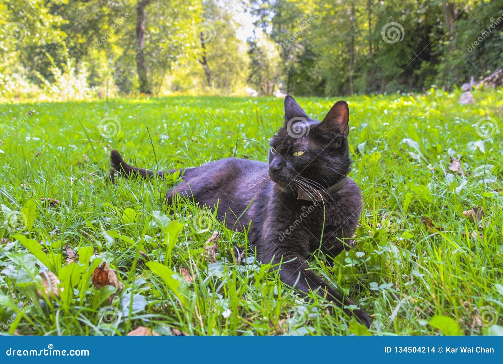 Cat resting in a field stock photo. Image of grassland - 134504214