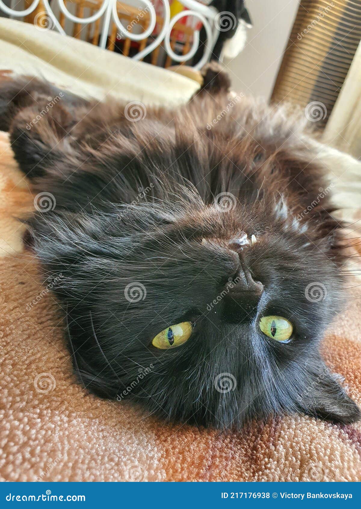 Black Cat Resting on Its Back Stock Photo - Image of back, black: 217176938