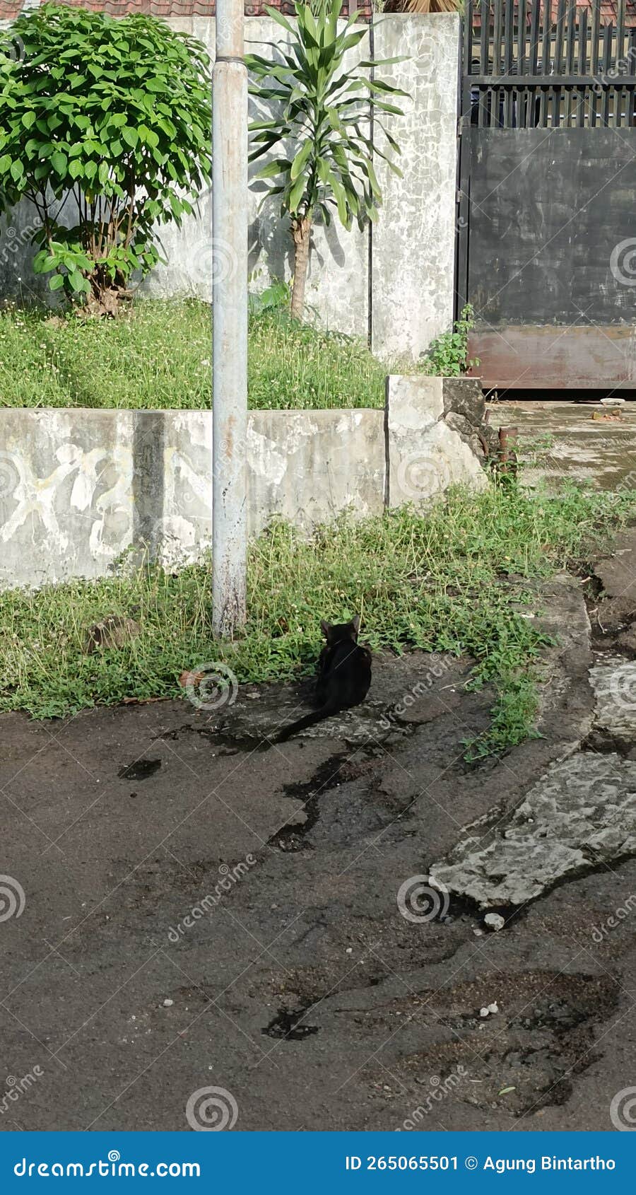 Black Cat in Road Crack Waiting Stock Image - Image of soil, waterway ...