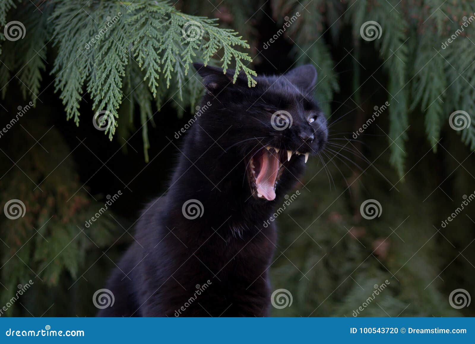 Black cat roaring stock photo. Image of baby, background - 100543720