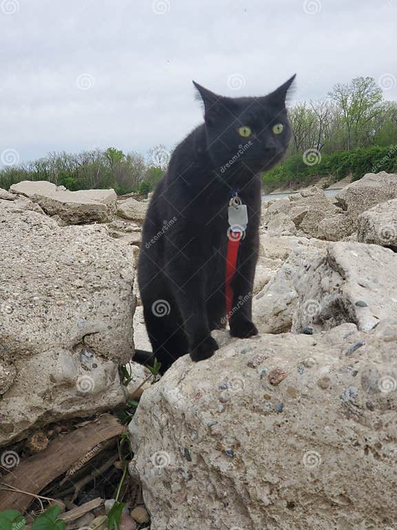 Black Cat Rock Climbing stock image. Image of nature - 191917365