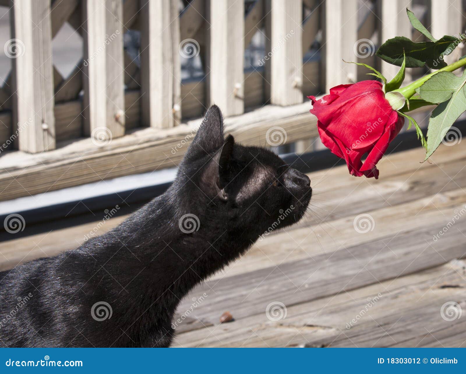 1,968 Black Cat Rose Stock Photos - Free & Royalty-Free Stock Photos ...