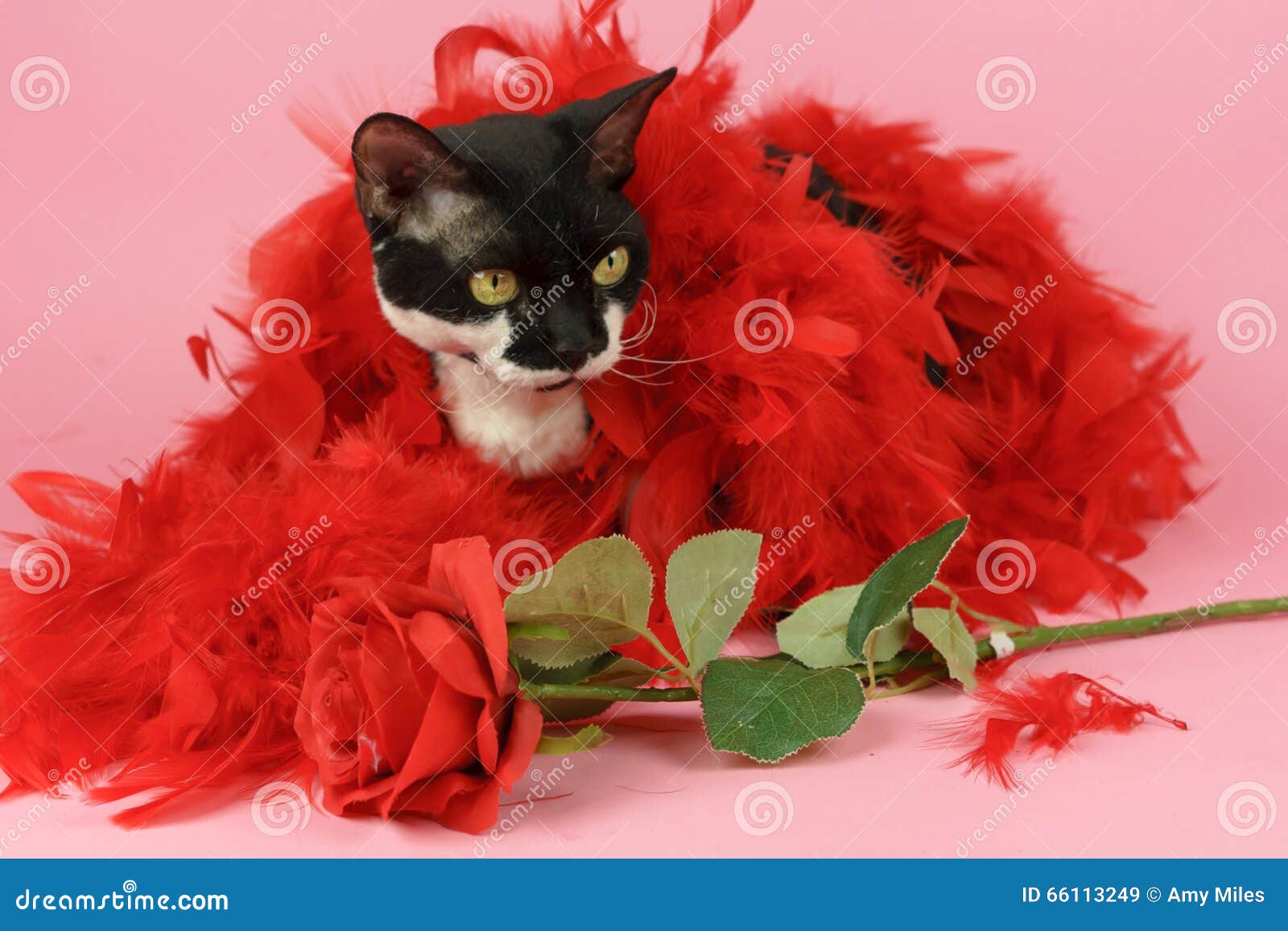Black cat with rose stock image. Image of white, black - 66113249