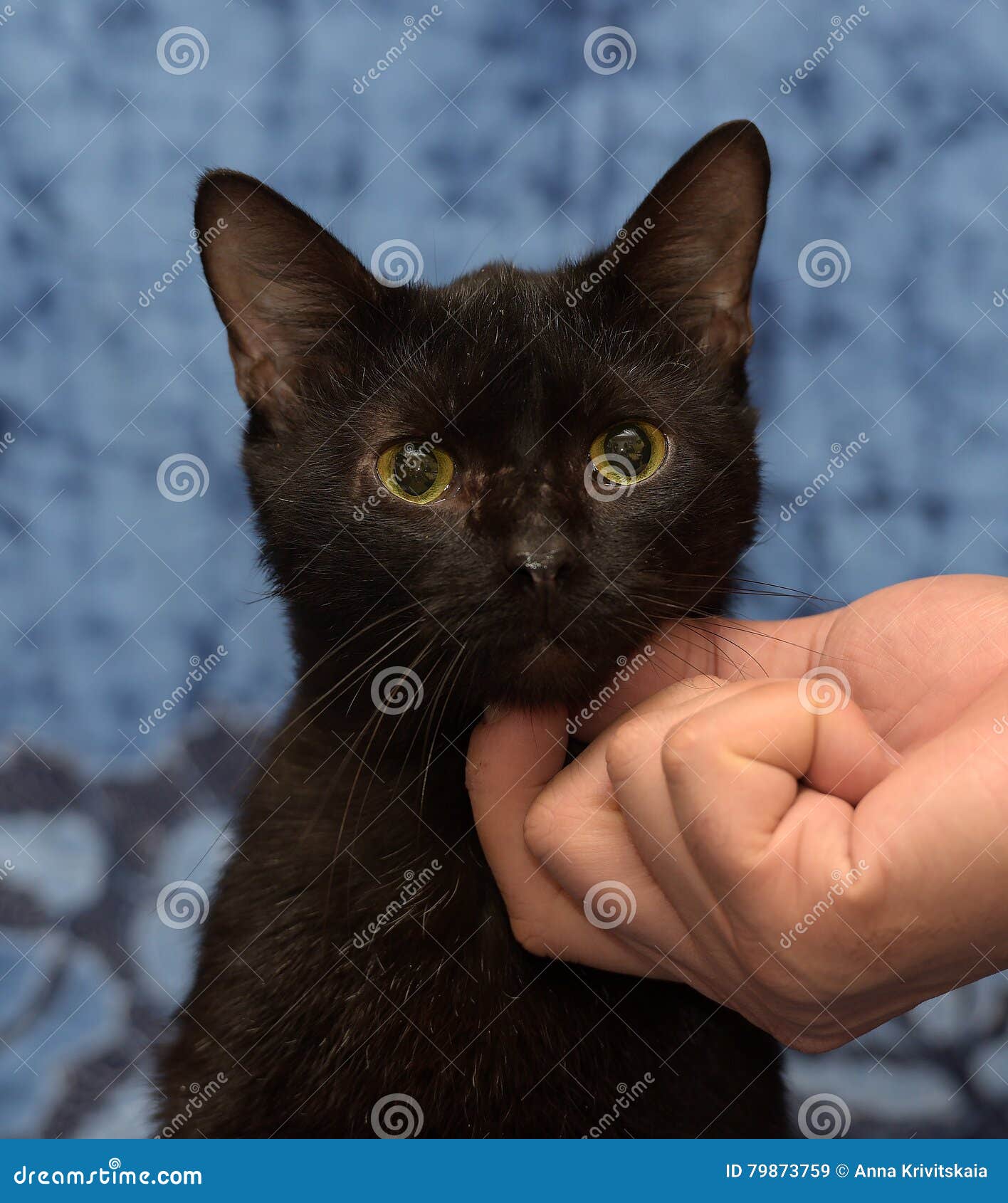 Black cat scratching neck stock image. Image of mystery - 79873759
