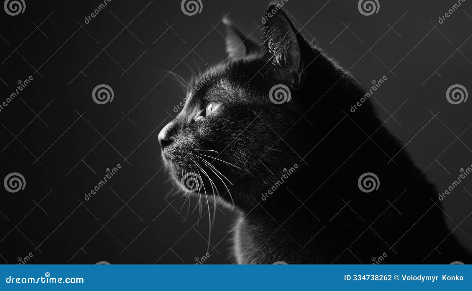 Black Cat in Shadowy Light, Side Profile. Mystery and Elegance Concept ...