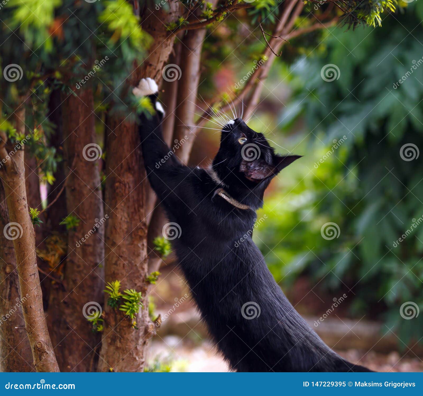 Black Cat Sharpens Its Claws on Yew Tree Stock Image - Image of ...