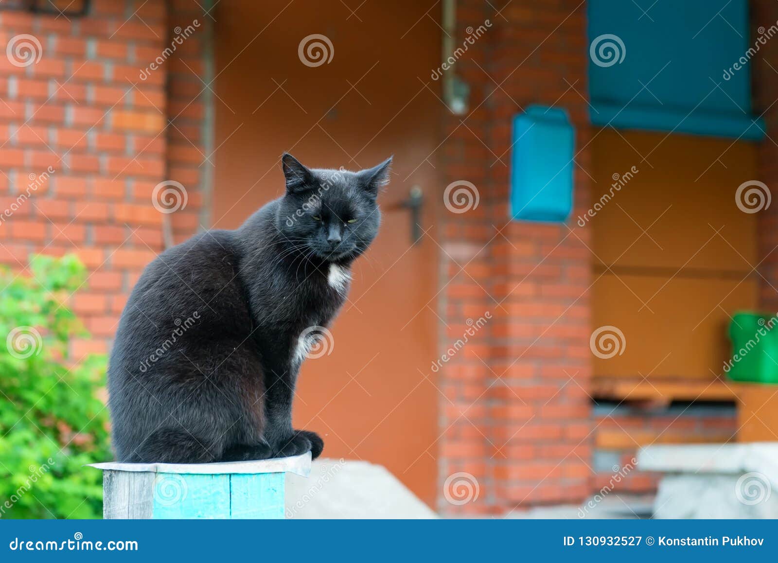 Black Cat Napping before Entering the House Stock Image - Image of ...