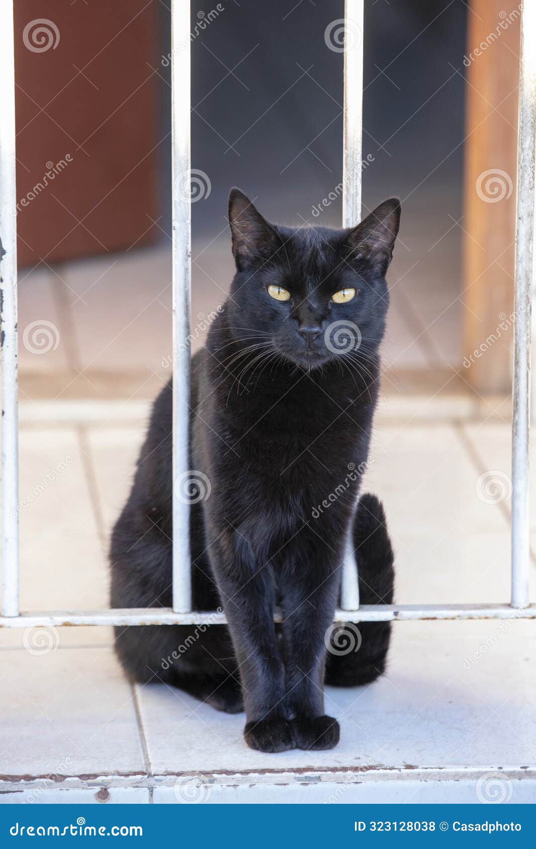Black Cat Sitting between the Bars in Front of the House Stock Photo ...