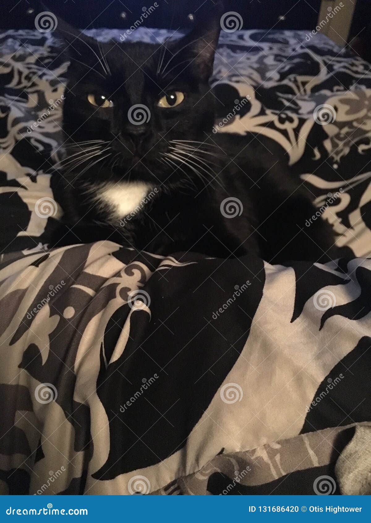 Black Cat Sitting on the Bed Stock Photo - Image of comforter, black ...