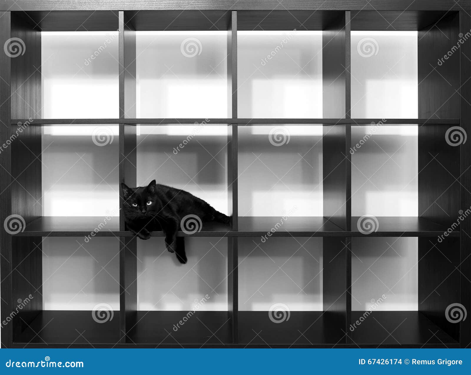 Black cat stock photo. Image of indoor, hair, white, relax - 67426174