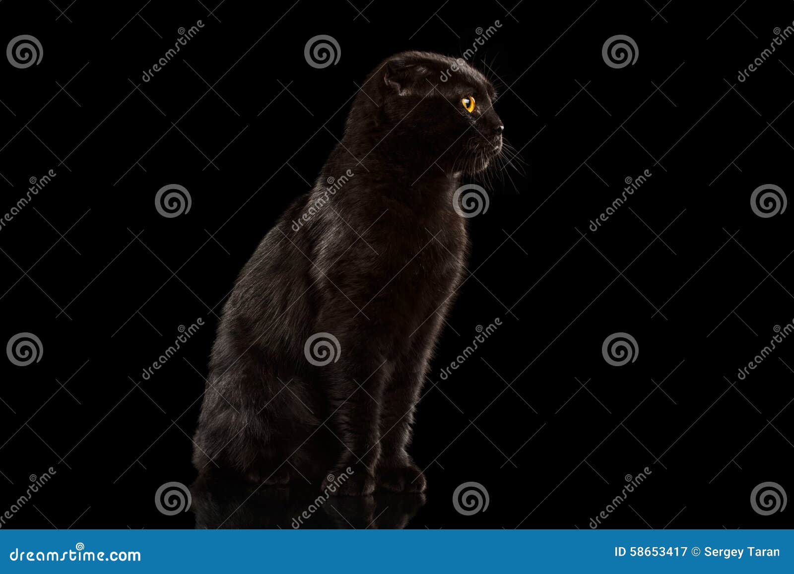 A Grumpy Looking Tabby Cat Stock Photography | CartoonDealer.com #34736954
