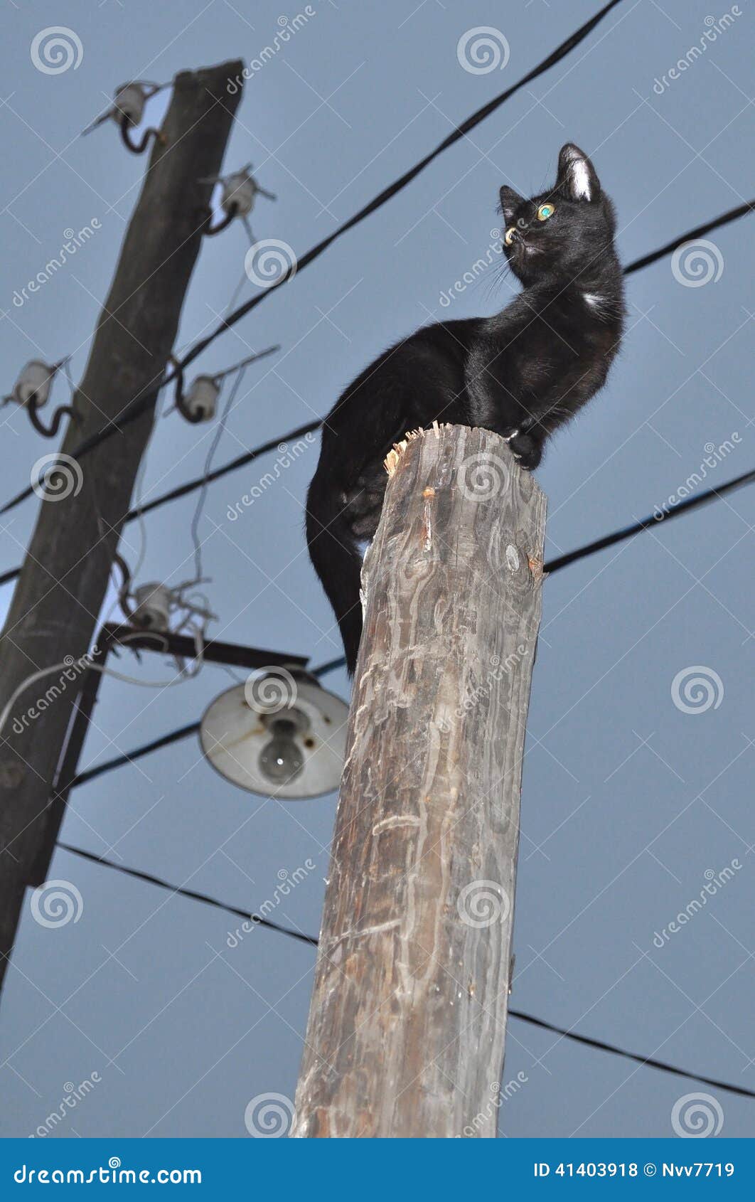 Black cat sitting on post stock photo. Image of sitting - 41403918