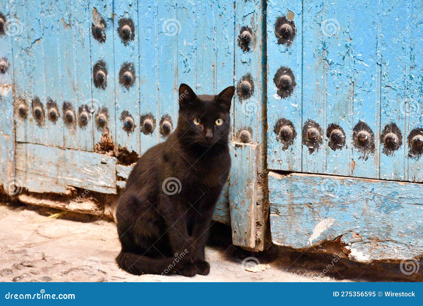Black Cat is Sitting on the Threshold of a Blue Door. Stock Image ...