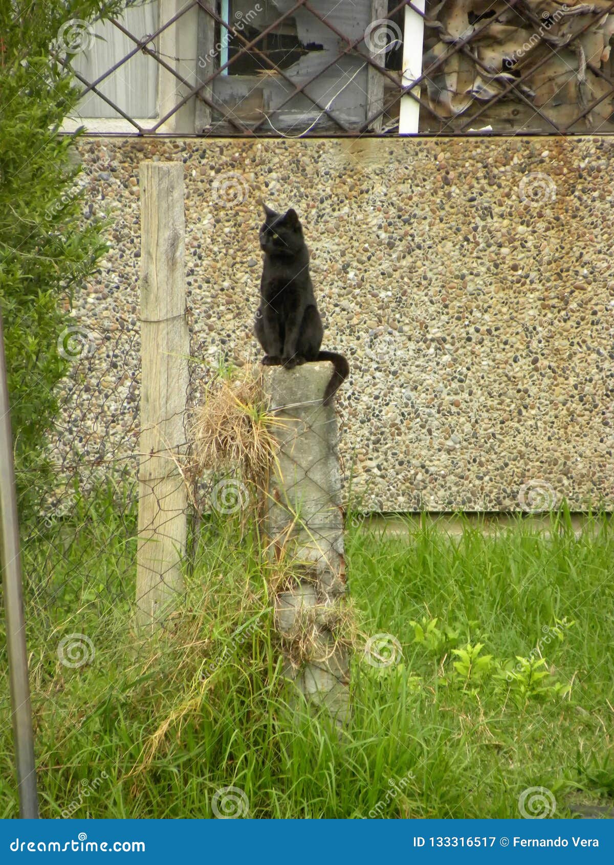 A Black Cat Sitting on Top of a Column Stock Image - Image of felis ...