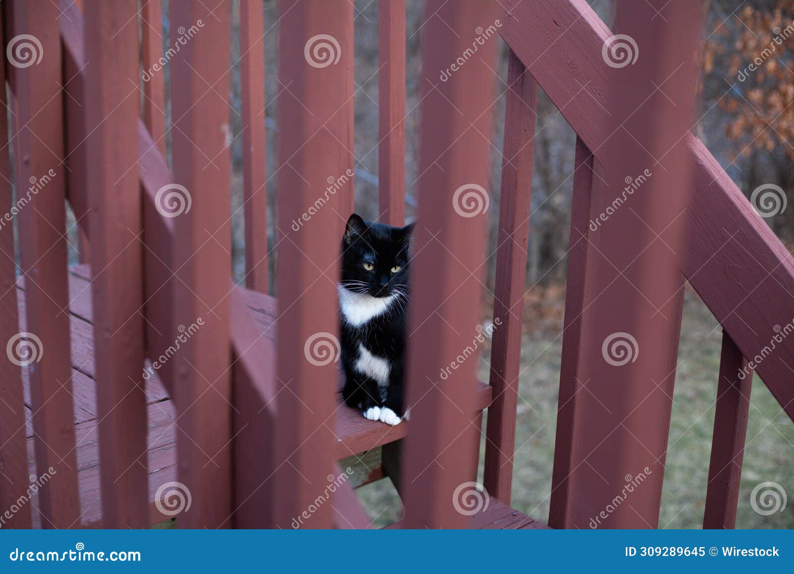 A Black Cat Sitting on a Wooden Railing Looking at the Camera Stock ...