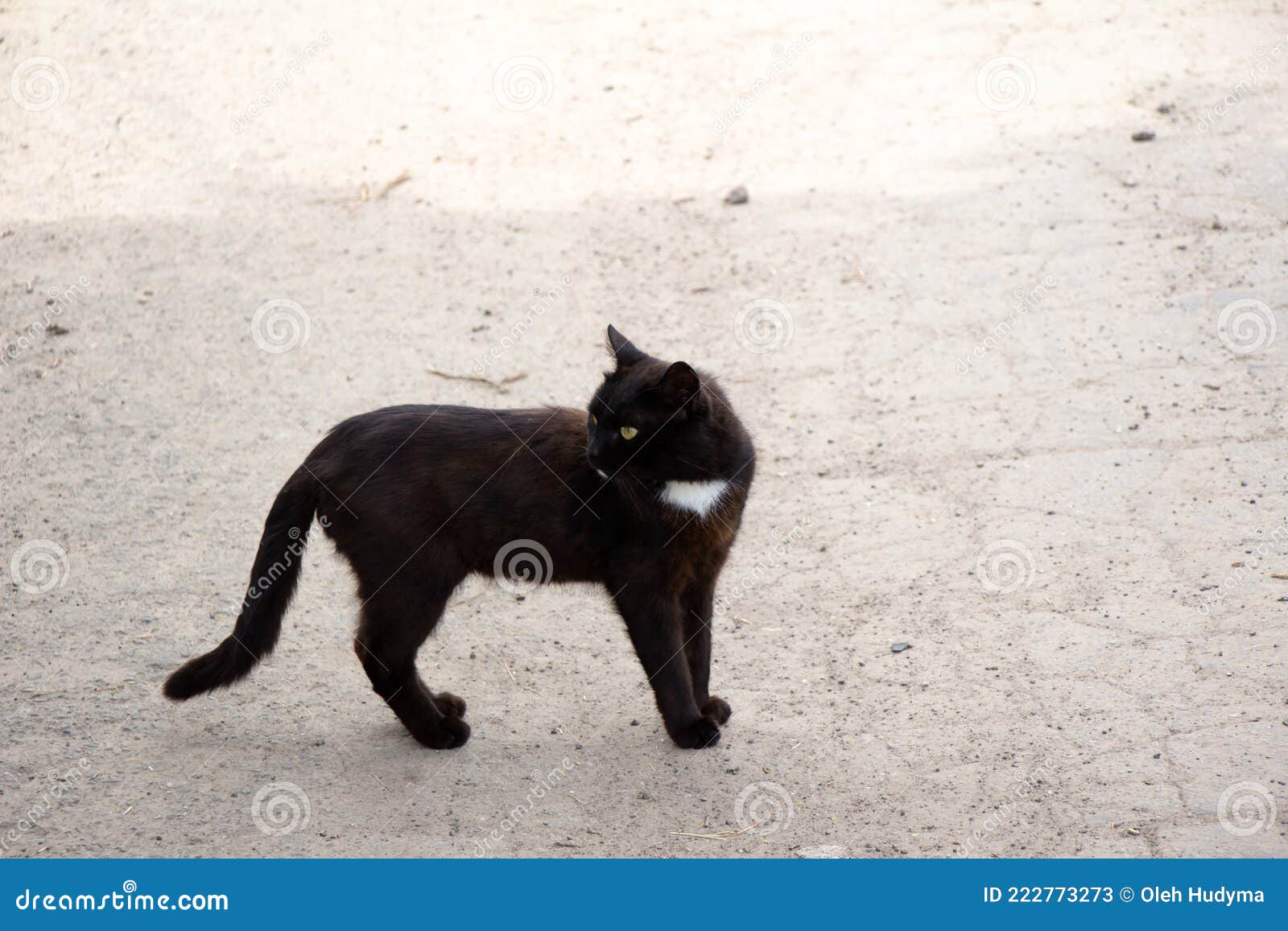 Black Cat Slacker Walks Wanders the Street Stock Image - Image of ...