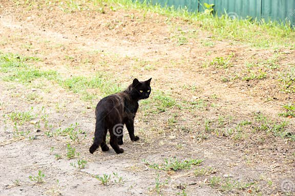 Black Cat Slacker Walks Wanders the Street Stock Image - Image of sight ...