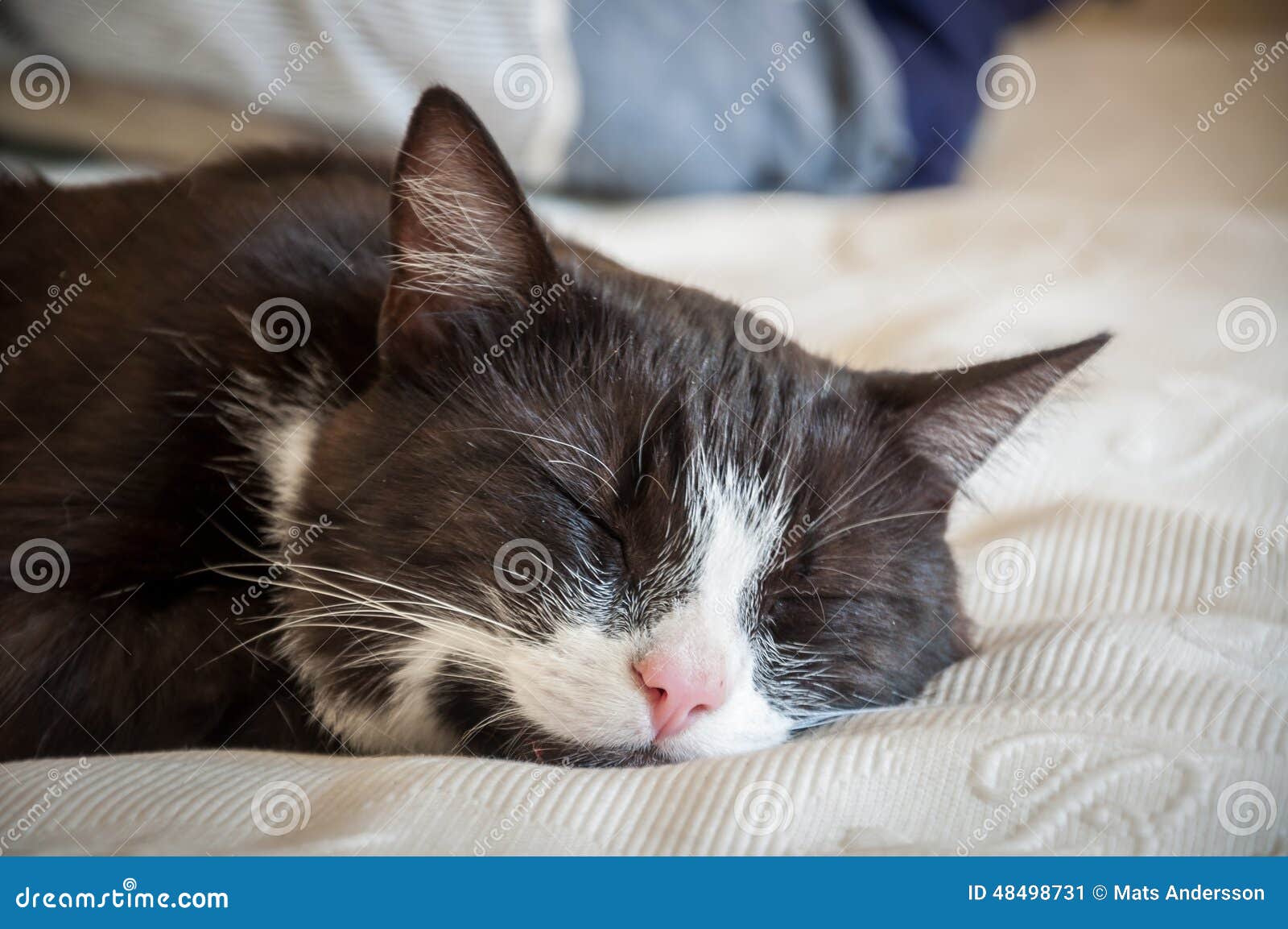 Black cat sleeping stock image. Image of sleeping, adorable - 48498731
