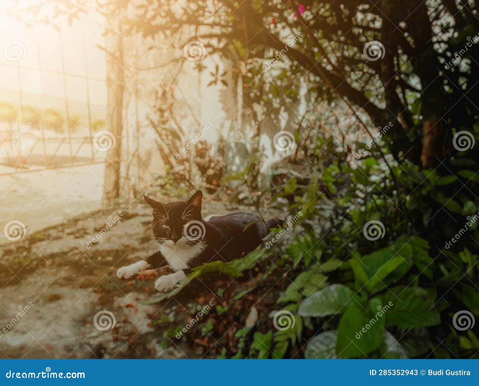 Black Cat Sleeping Under a Tree Stock Image - Image of cute, feline ...