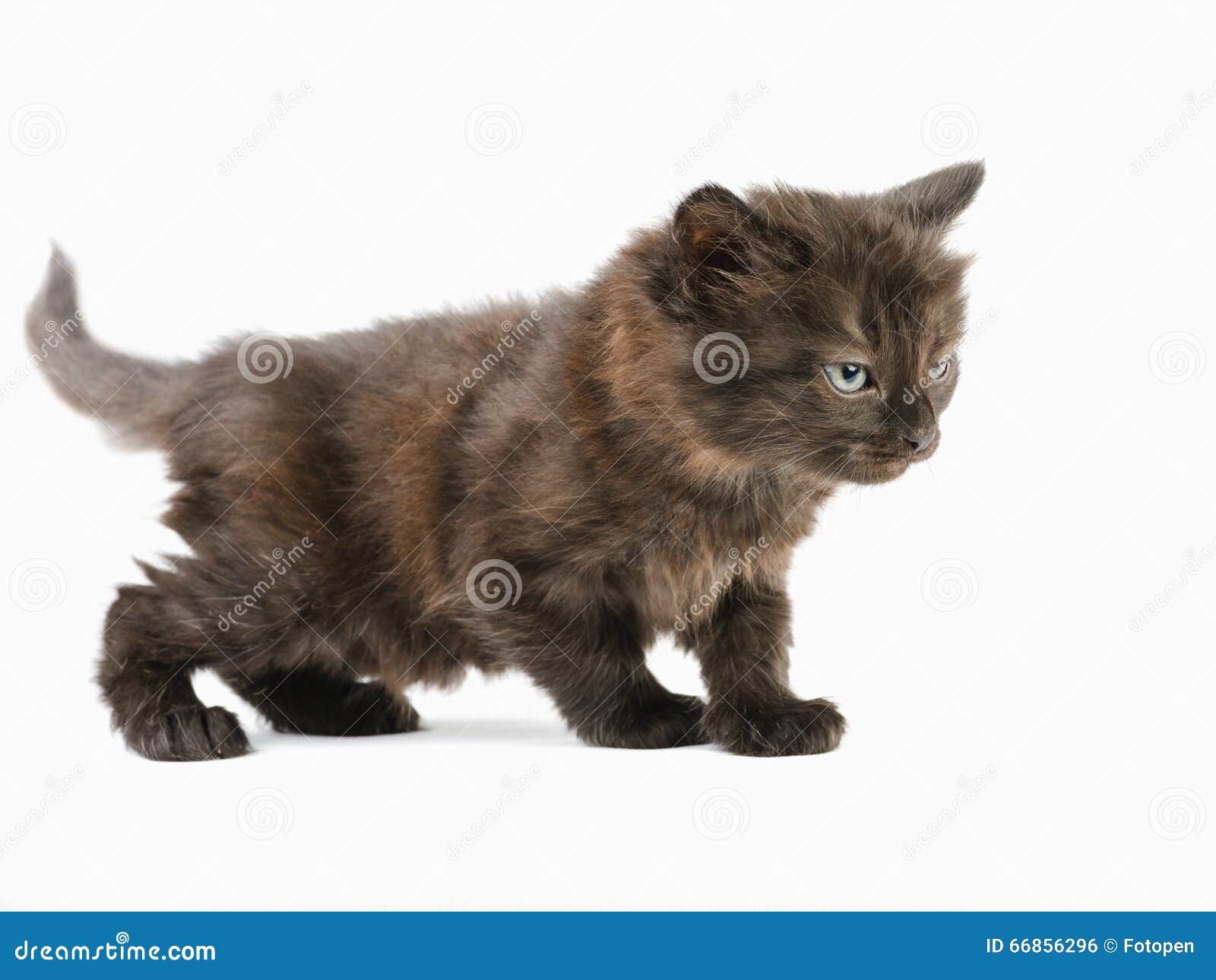 Black Cat with Smiling Eyes in Playing Position. Stock Photo - Image of ...