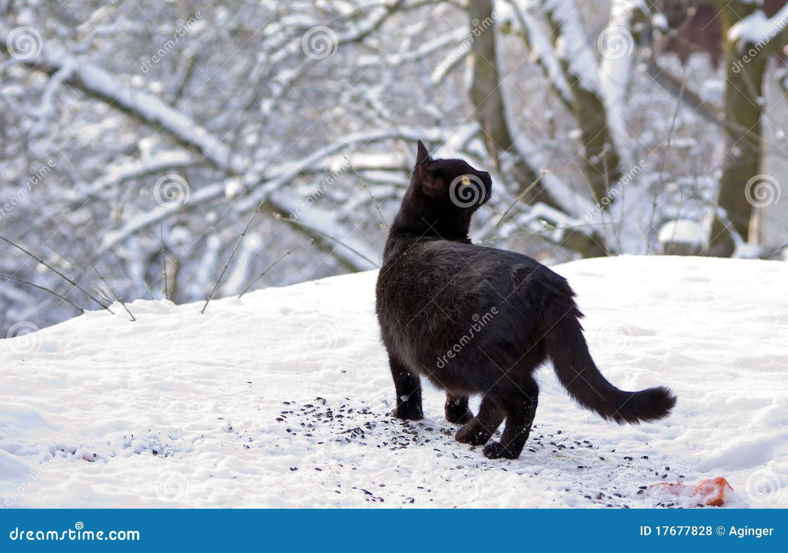 Black cat in snow stock photo. Image of hungry, feeding - 17677828