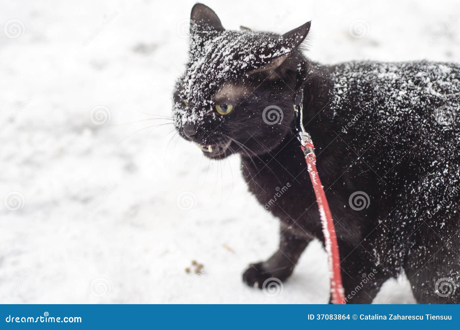 Black cat in the snow stock photo. Image of cautious - 37083864