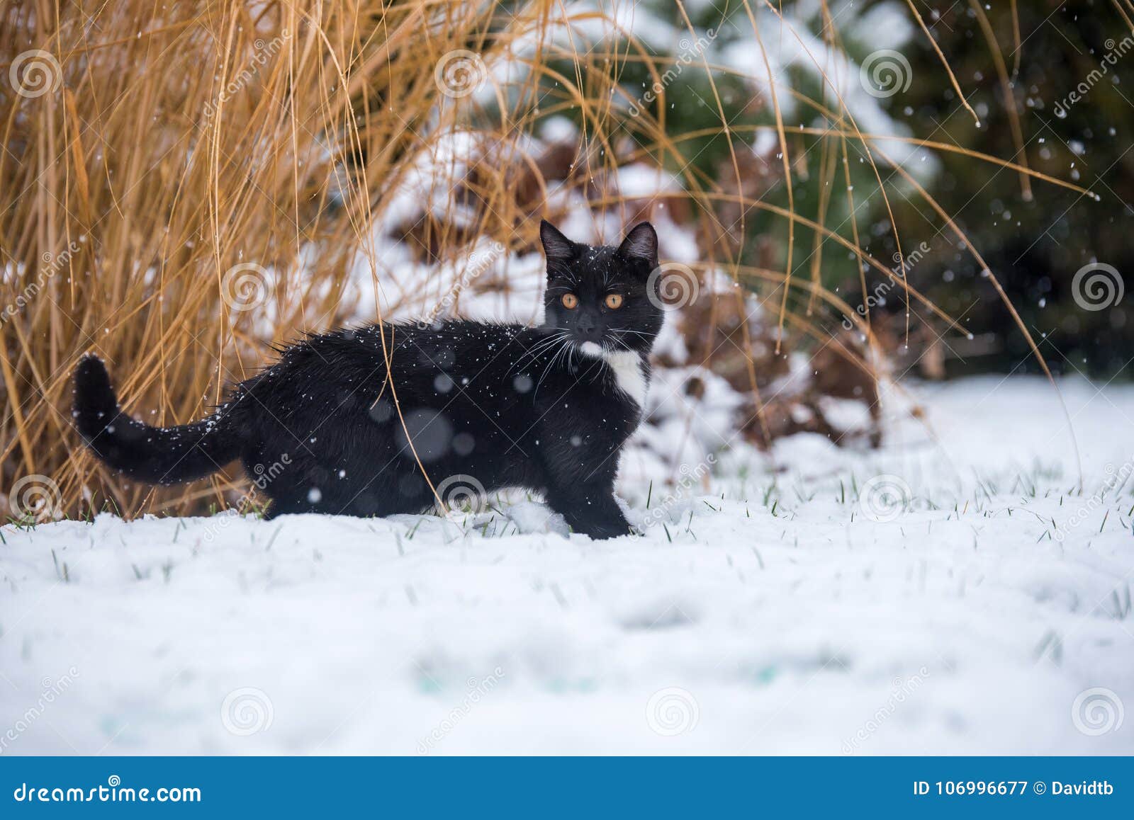 Black cat on the snow. stock image. Image of cold, pretty - 106996677