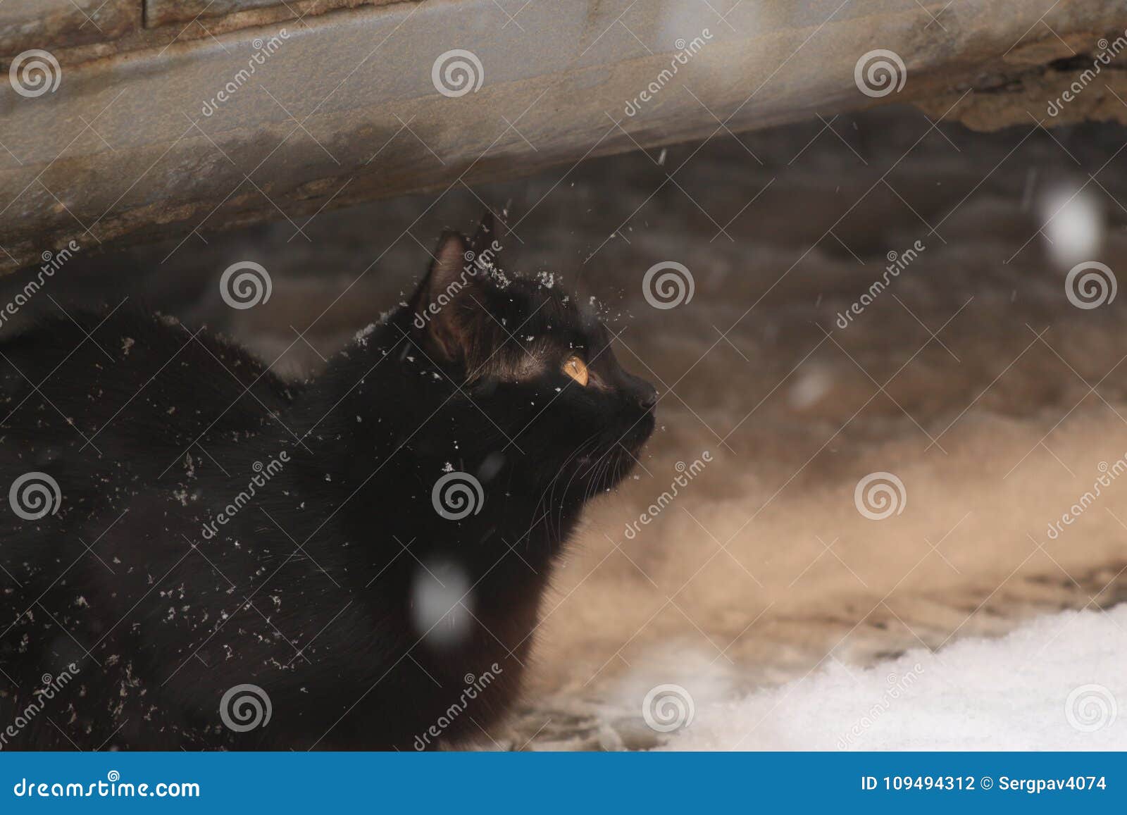 Black Cat on Snow during a Snowfall Stock Photo - Image of nature ...