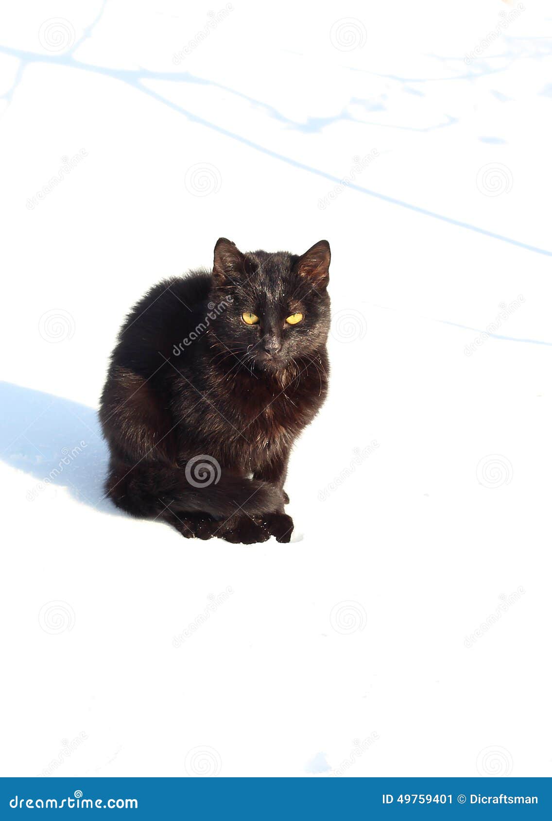 Black Cat in the Snow in Winter Stock Image - Image of carefree ...