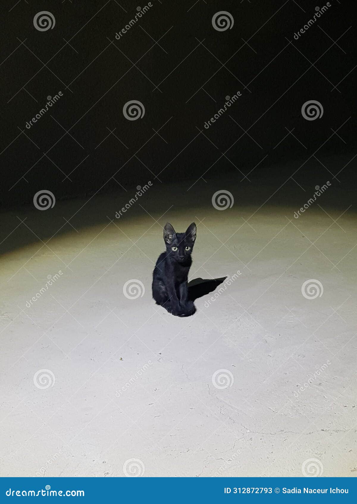Black cat in the spotlight stock image. Image of spotlight - 312872793