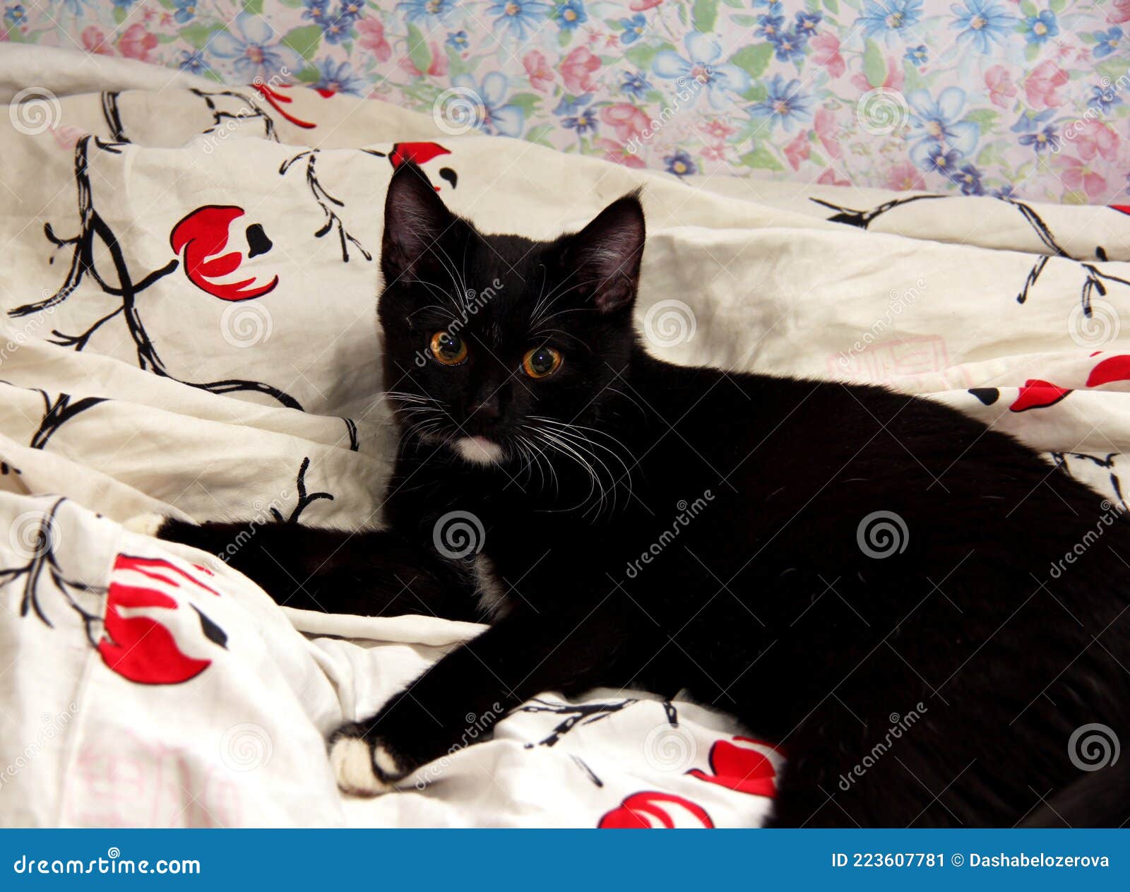 Black cat sprawled on bed stock image. Image of lying - 223607781