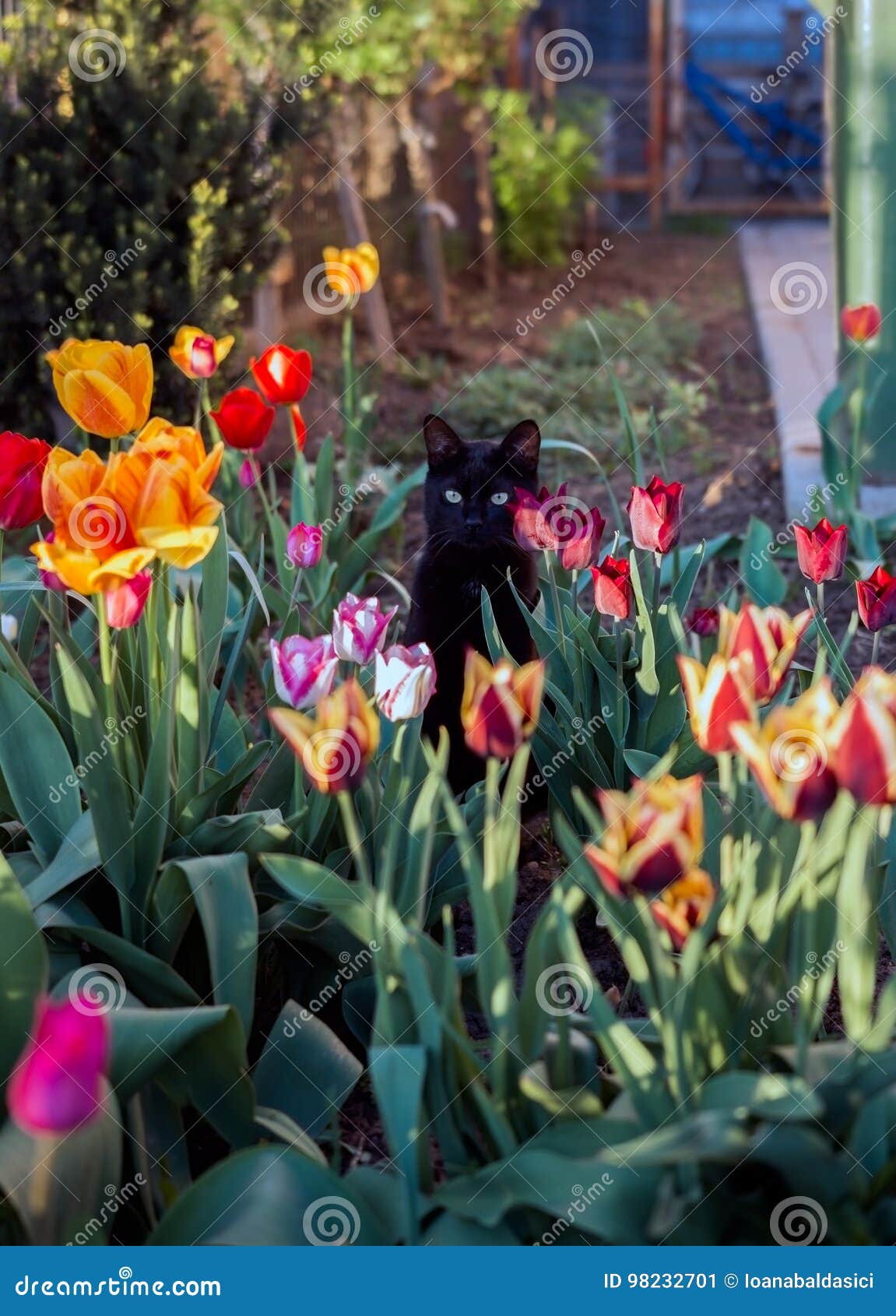 The Black Cat, in Spring Garden with Colored Tulips Stock Image - Image ...