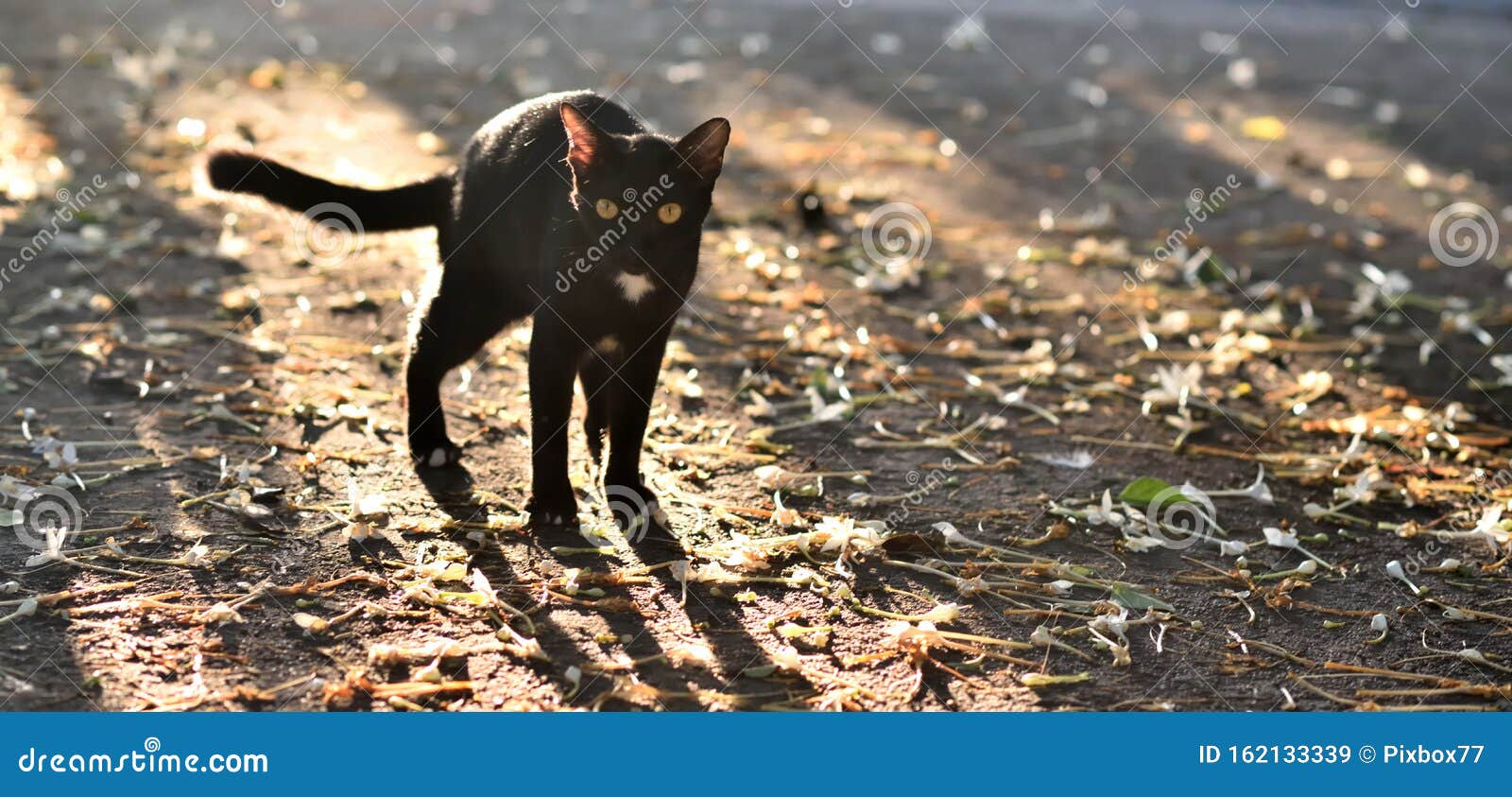 Black cat stand on ground stock image. Image of animal - 162133339