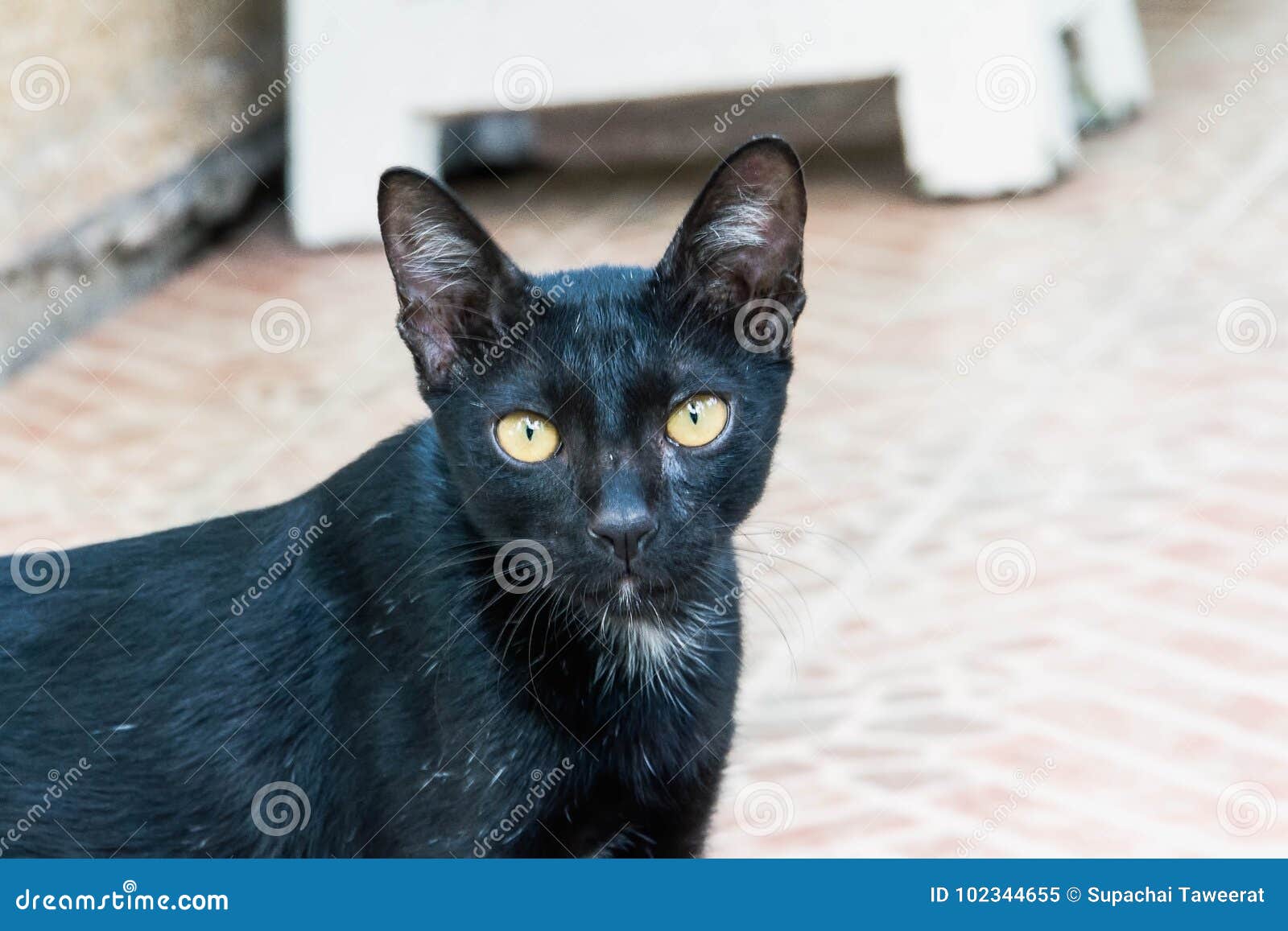 The black cat is staring stock image. Image of white - 102344655