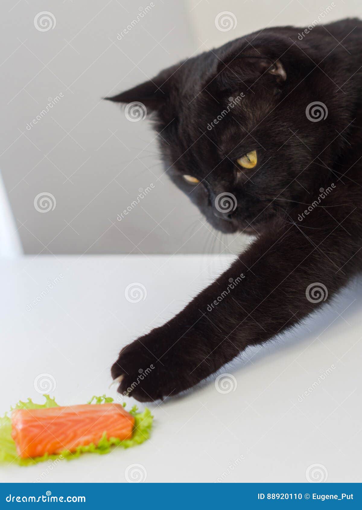 A Black Cat is Stealing a Slice of Fish from the Lightbox Stock Photo ...