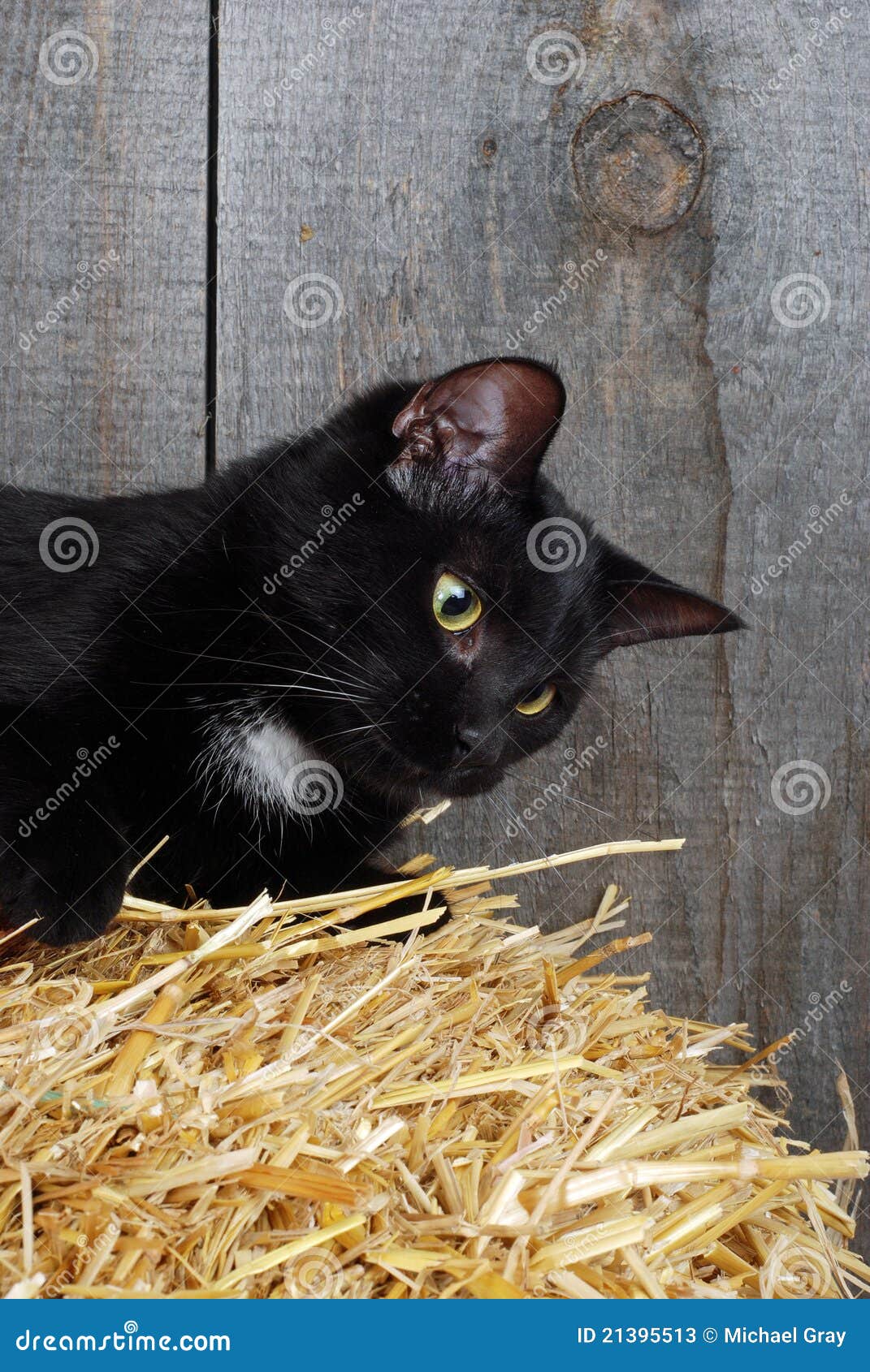 Black cat on straw stock image. Image of gazing, looking - 21395513