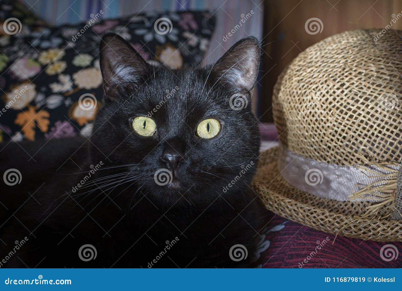 Black cat and a straw hat stock image. Image of closeup - 116879819