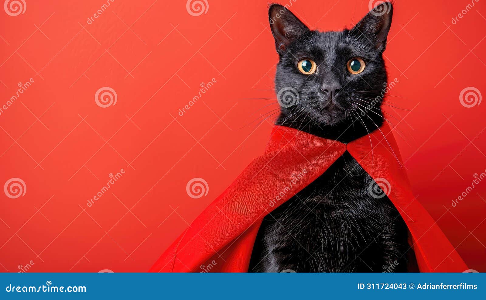 Black Cat with Striking Eyes Wearing a Red Cape. Stock Image - Image of ...