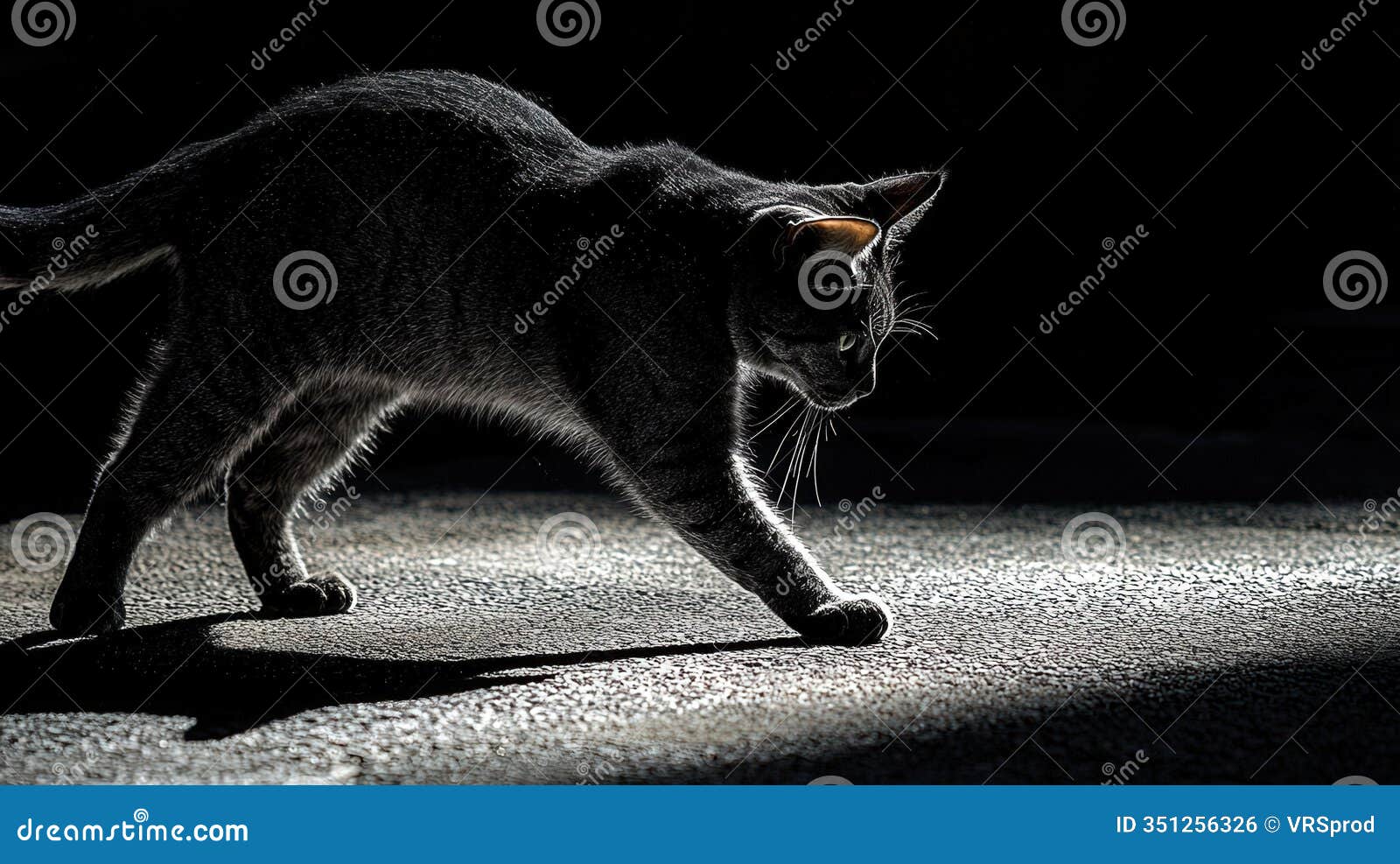 Black Cat Strolling through Dramatic Shadowed Light Stock Photo - Image ...