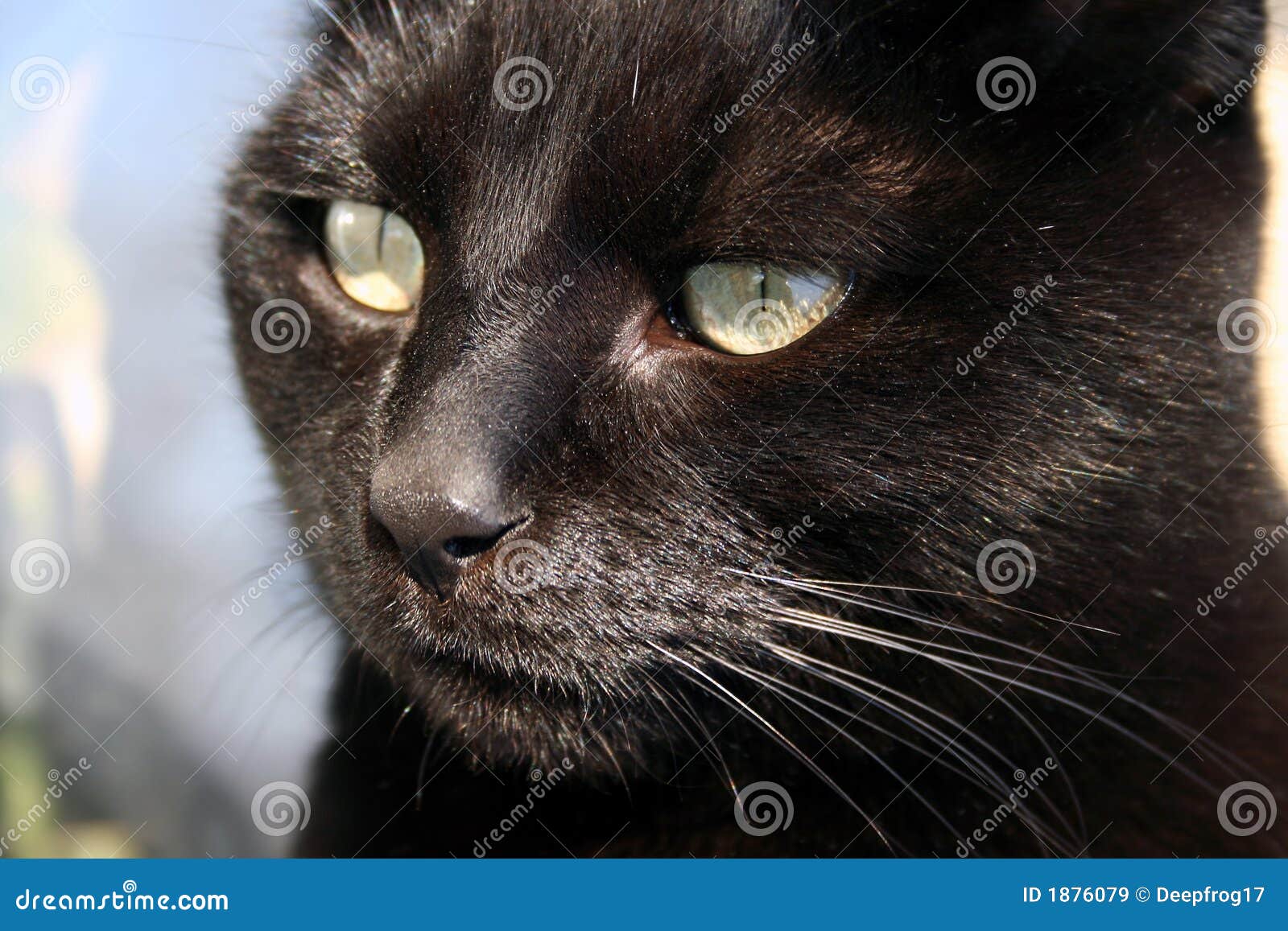 Black cat superstition stock image. Image of companion - 1876079