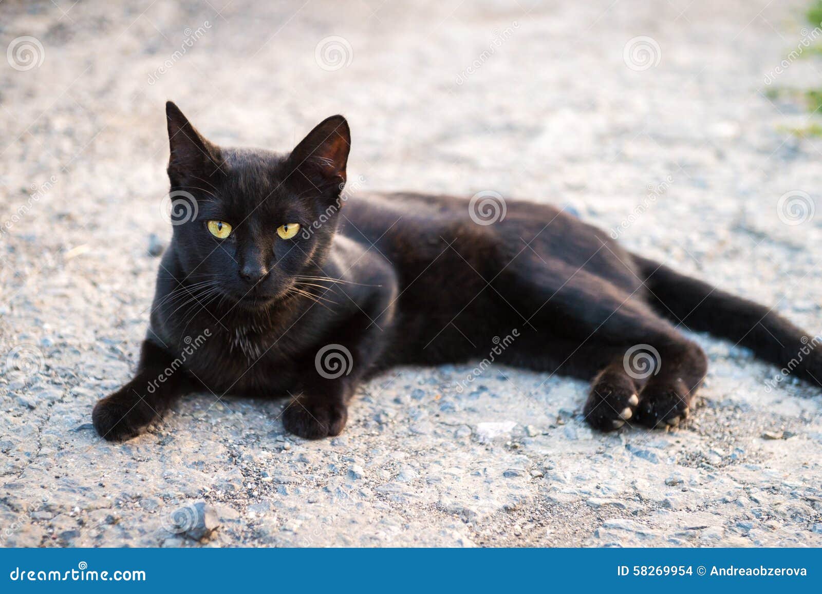 Black cat stock photo. Image of pretty, face, kitty, black - 58269954