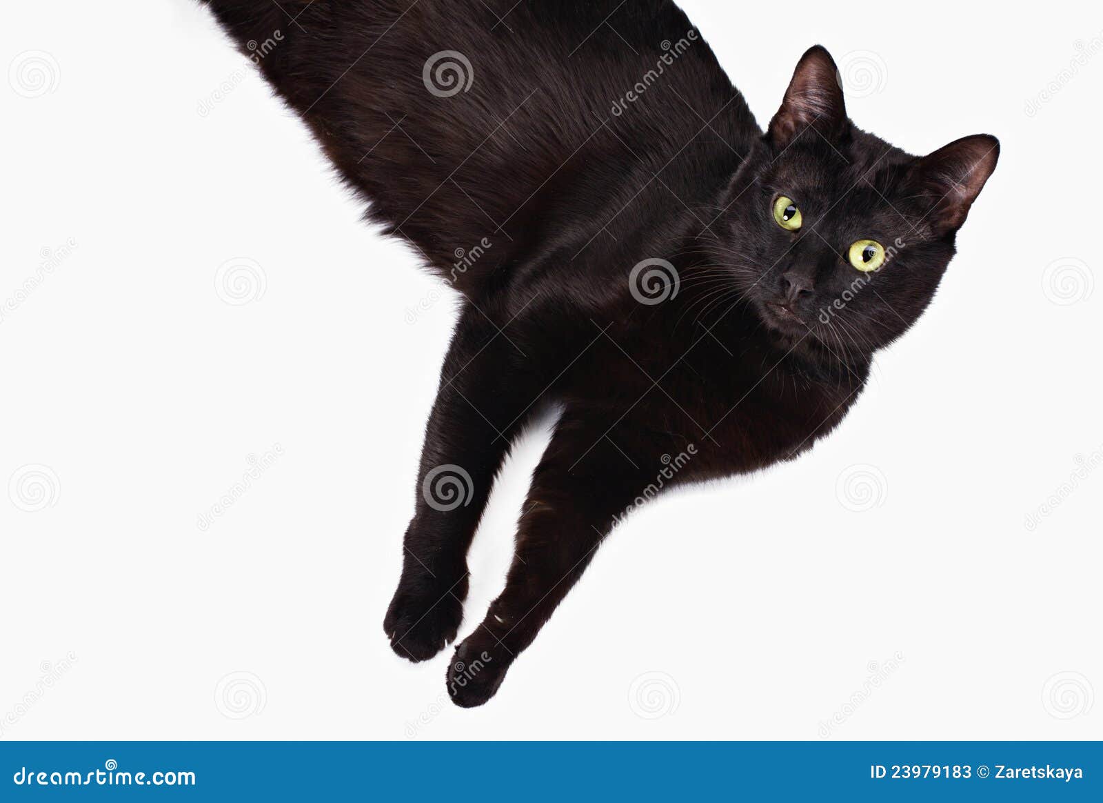 Black cat top view stock image. Image of animal, domestic - 23979183