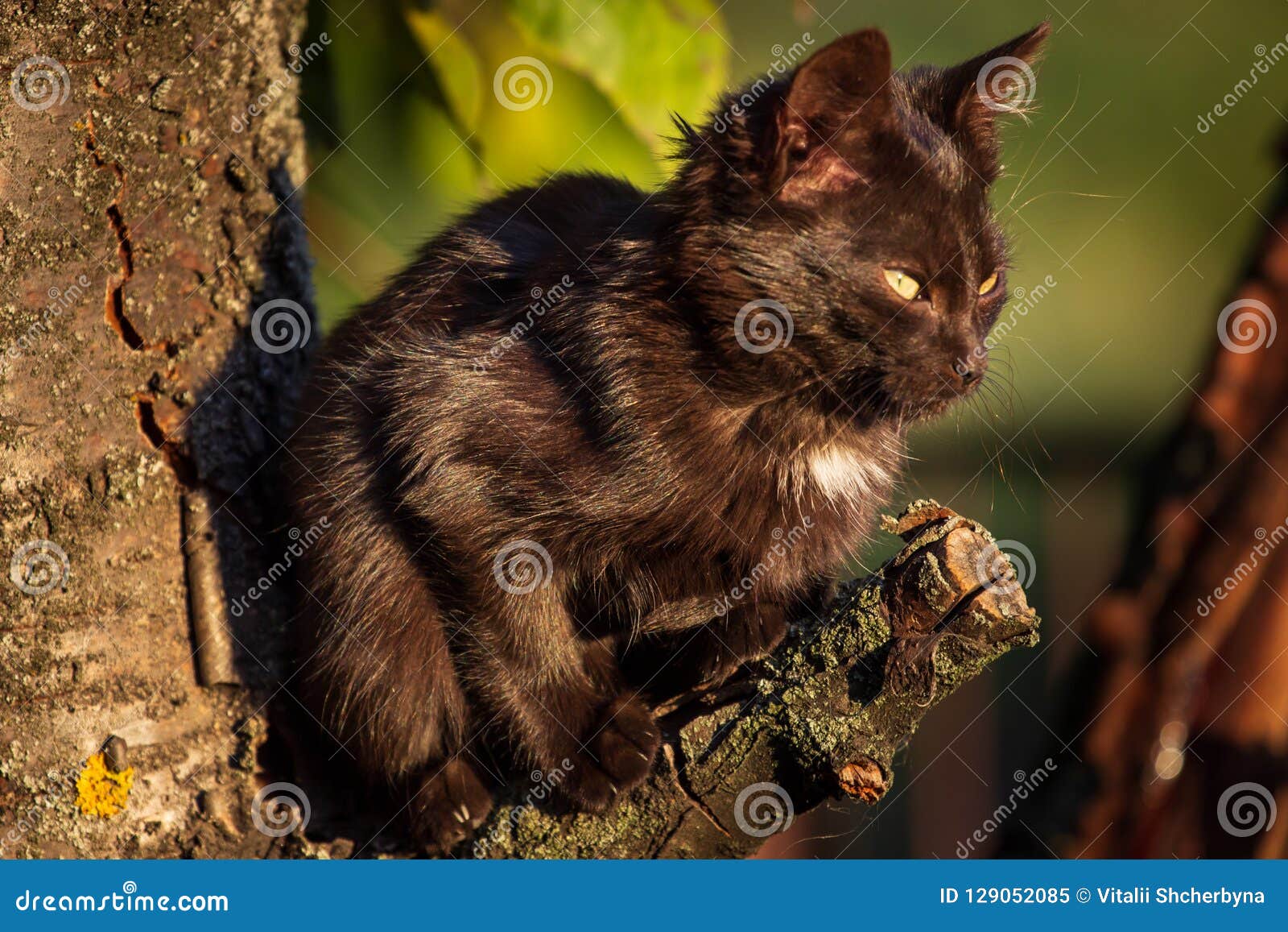 Black cat on the tree stock image. Image of park, young - 129052085