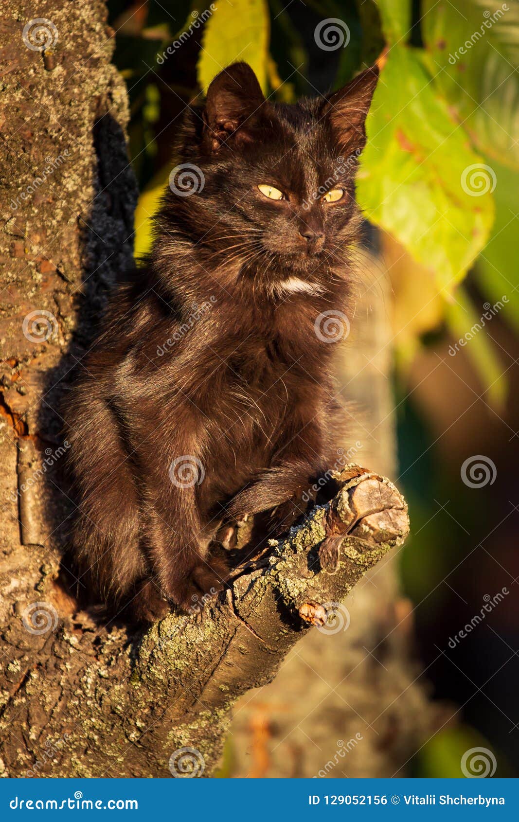 Black cat on the tree stock photo. Image of garden, green - 129052156