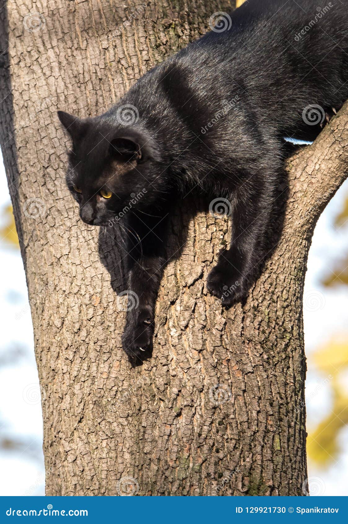Black cat on a tree stock photo. Image of yakovlevskoye - 129921730