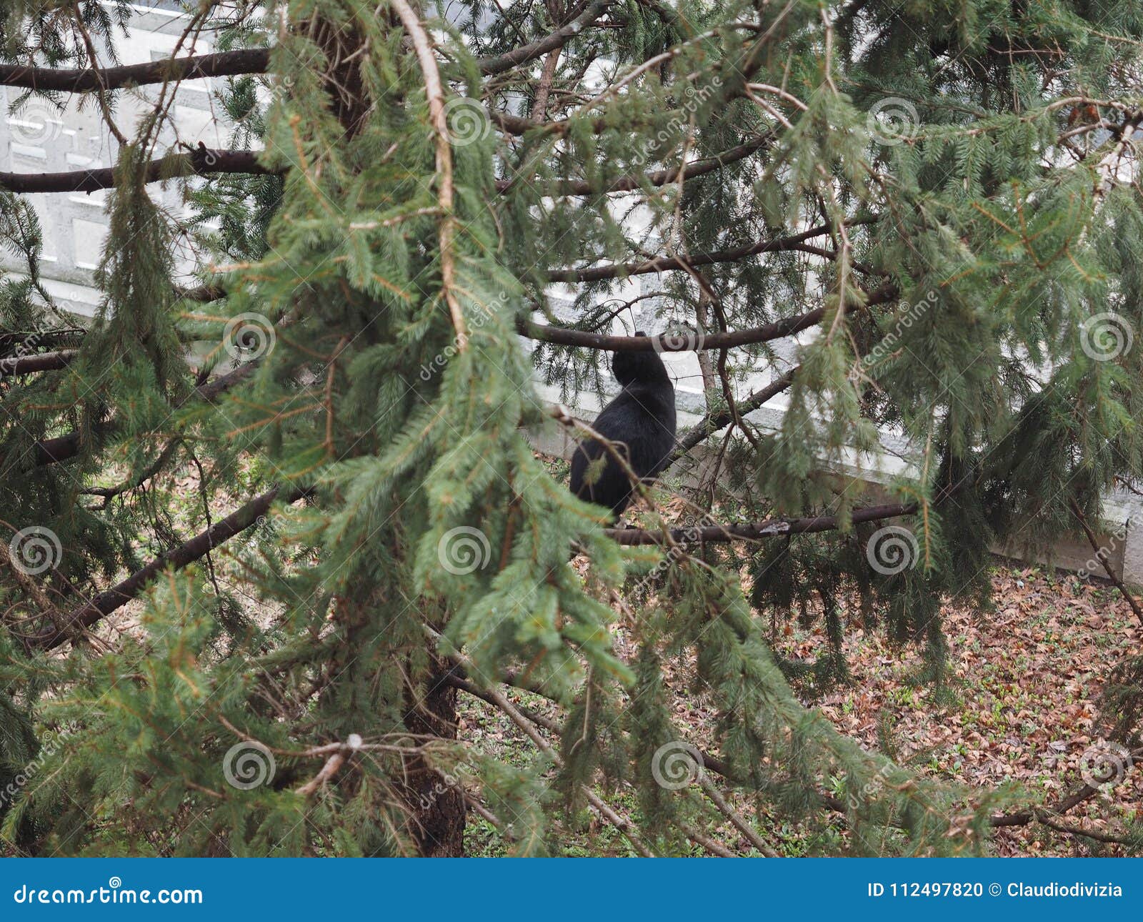 Black cat on a tree stock photo. Image of feline, leaves - 112497820